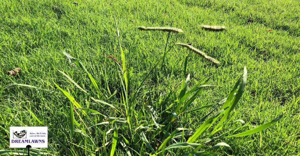 Managing Dallisgrass: A Long-Term Approach to a Persistent Problem ...